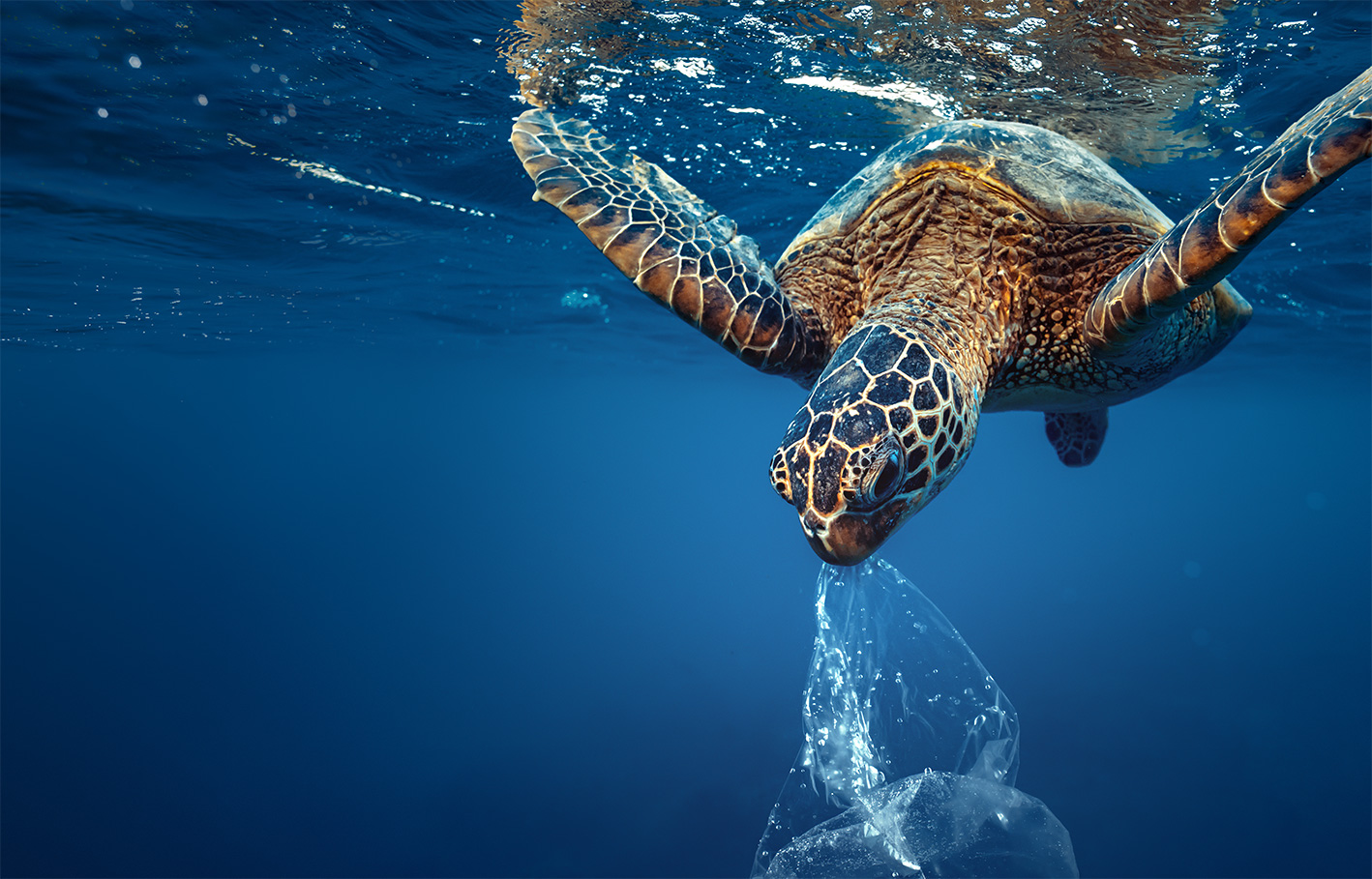 Home - Amazonians for the Oceans